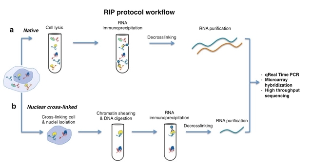 RIP实验（RNA免疫共沉淀）_上海暇步康生物科技有限公司